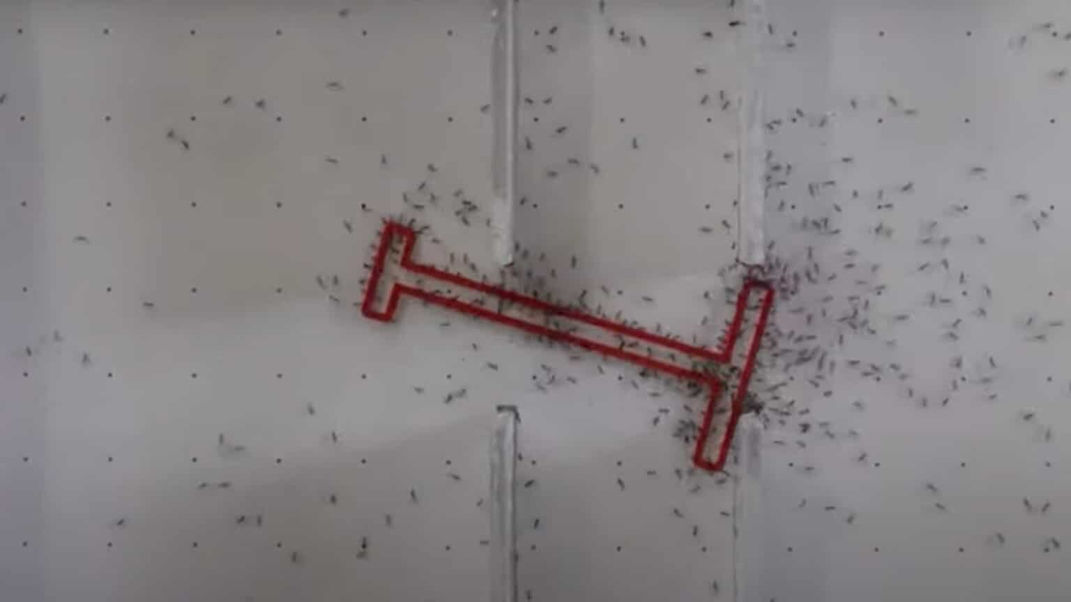 Ameisen übertreffen Menschen - Israelnetz